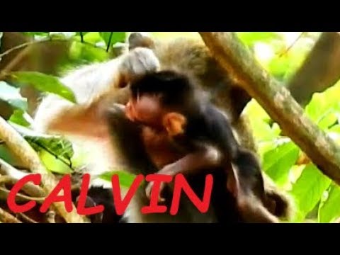 CALVIN Baby Monkey Cries Seizure | CASI Bite and Hits Baby Crie So ...