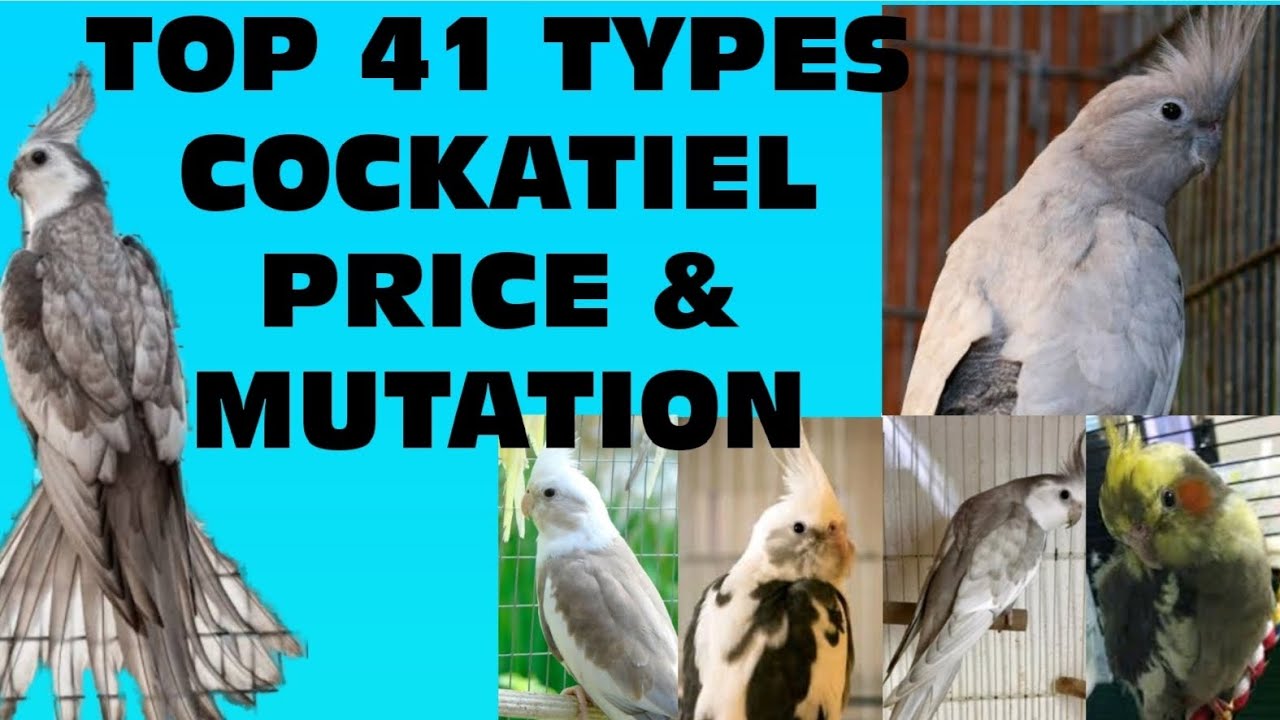 TOP 41 COCKTIEL IN WORLD// PRICE & MUTATION & VARIETIES // #cockatiel # ...