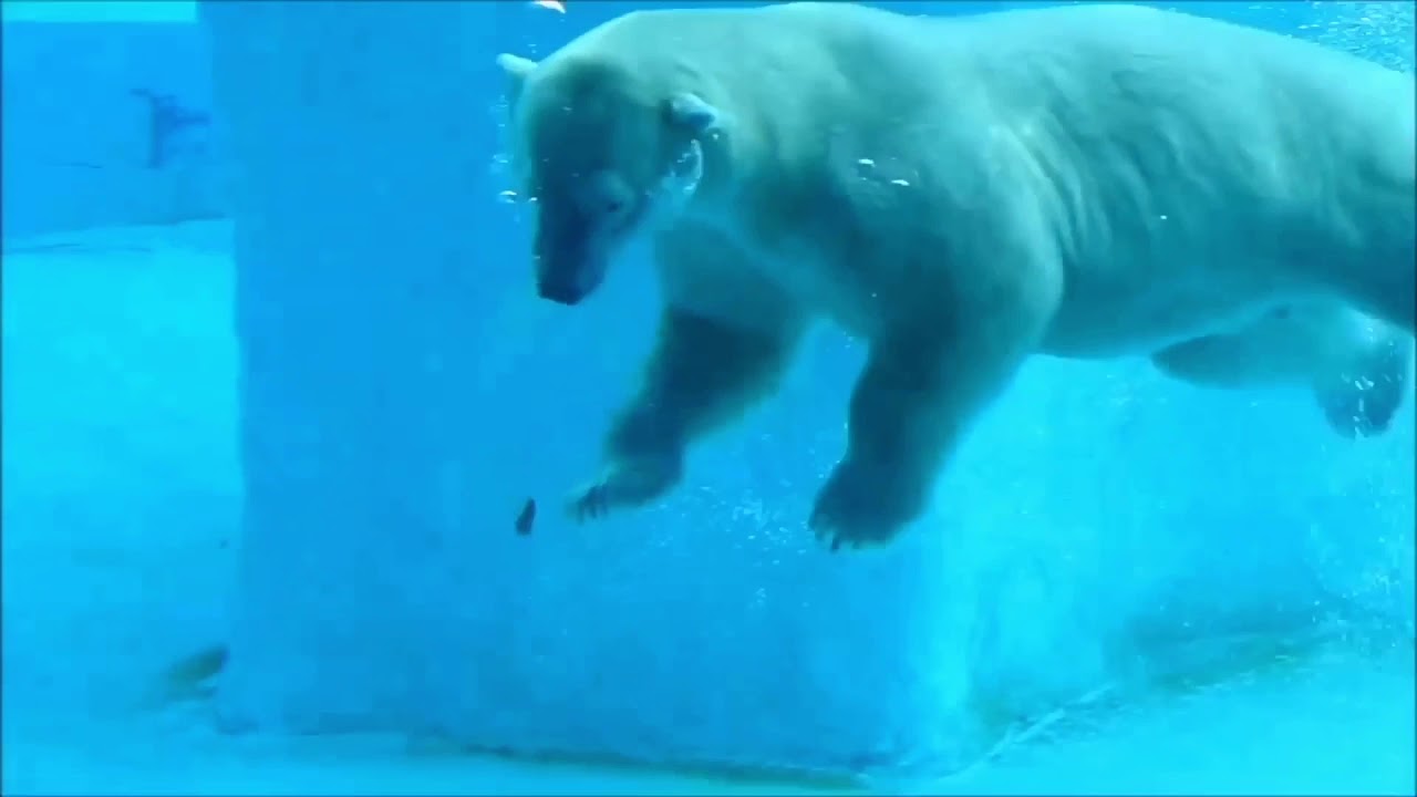 Inuka , Polar Bear at Singapore Zoo - YouTube