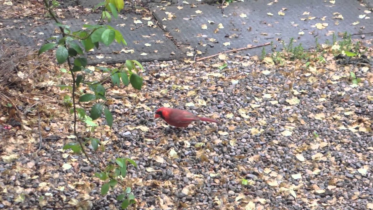 Cardinal eats a big worm - YouTube