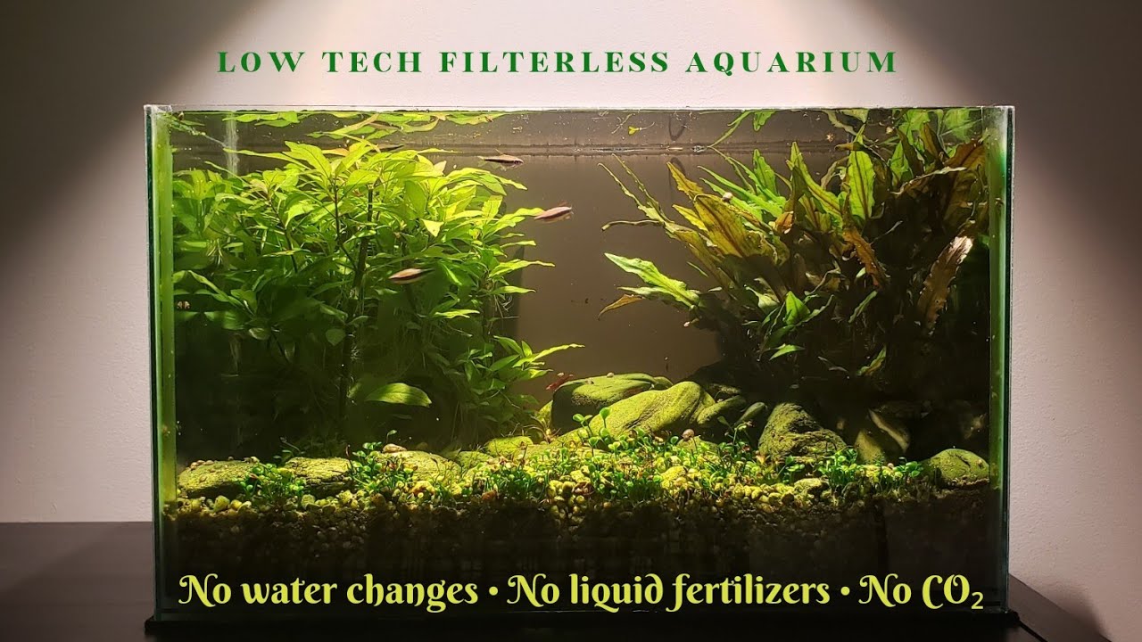 Low Tech Filterless Aquarium - YouTube