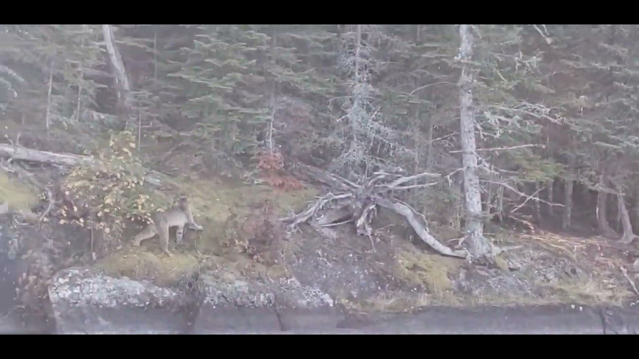 A Lynx hunting on the shores of booster lake in nopiming provincial ...