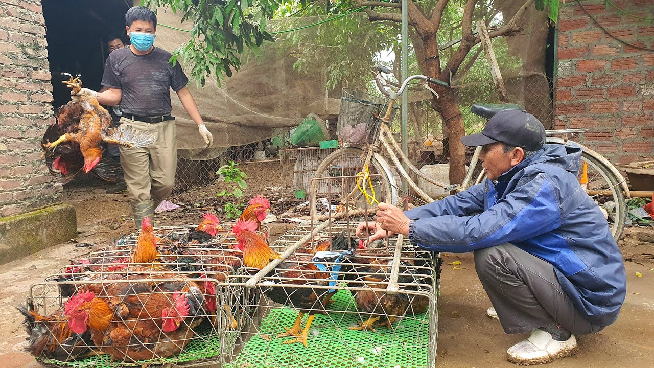 Catching Chicken to sell to traders. Chicken grow very fast and heavy ...