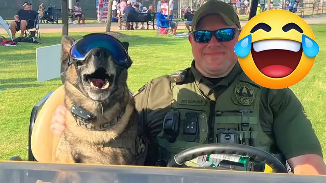 Funny Animals On CCTV: The Secret Life Of Pets 🐾📹😂 🧓 #catvideos #funny ...