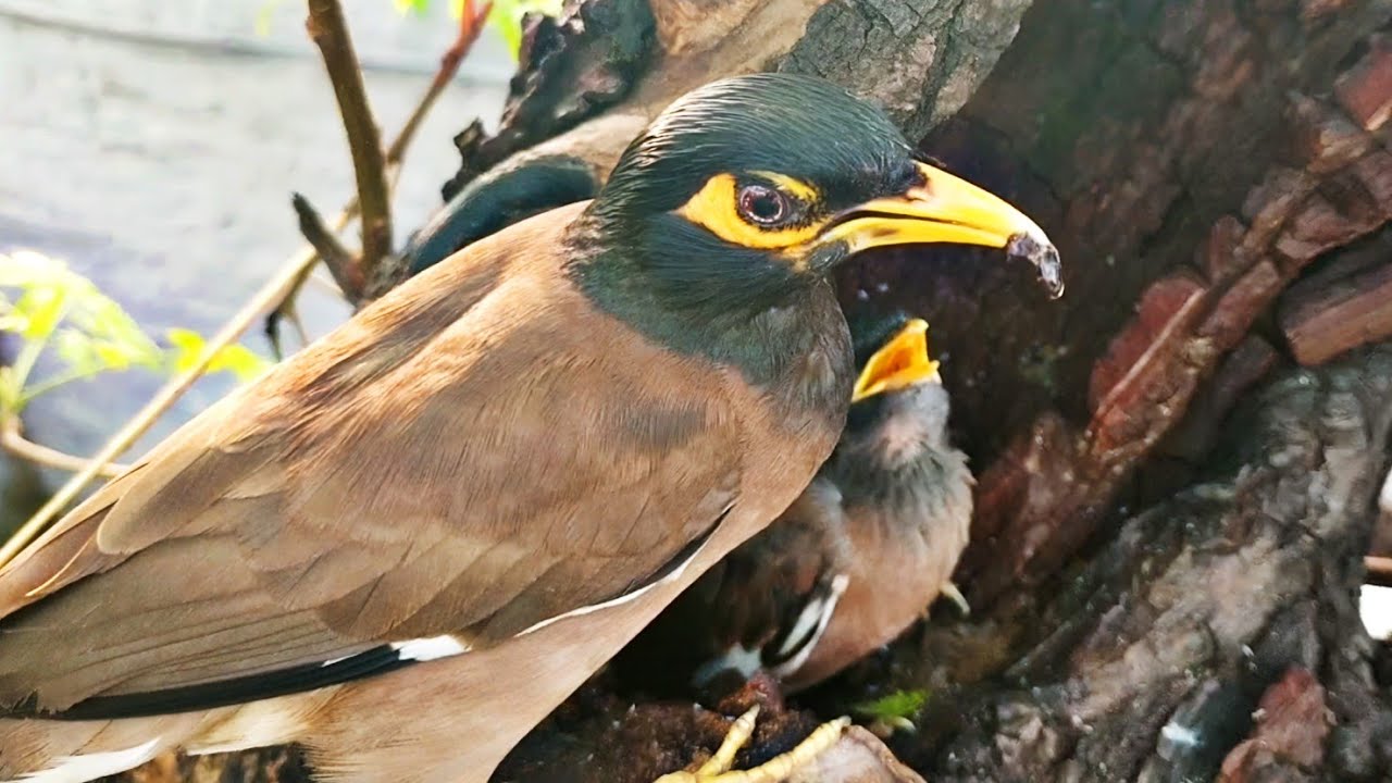 Common Myna Nourishes Its Hatchlings with Insects@BirdPlusNature - YouTube