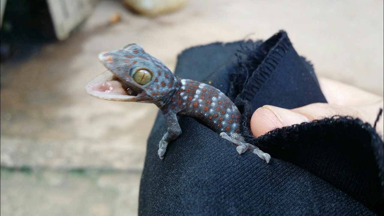 Lizard ; Baby lizard small and cute. | full video , lézard , con thằn ...
