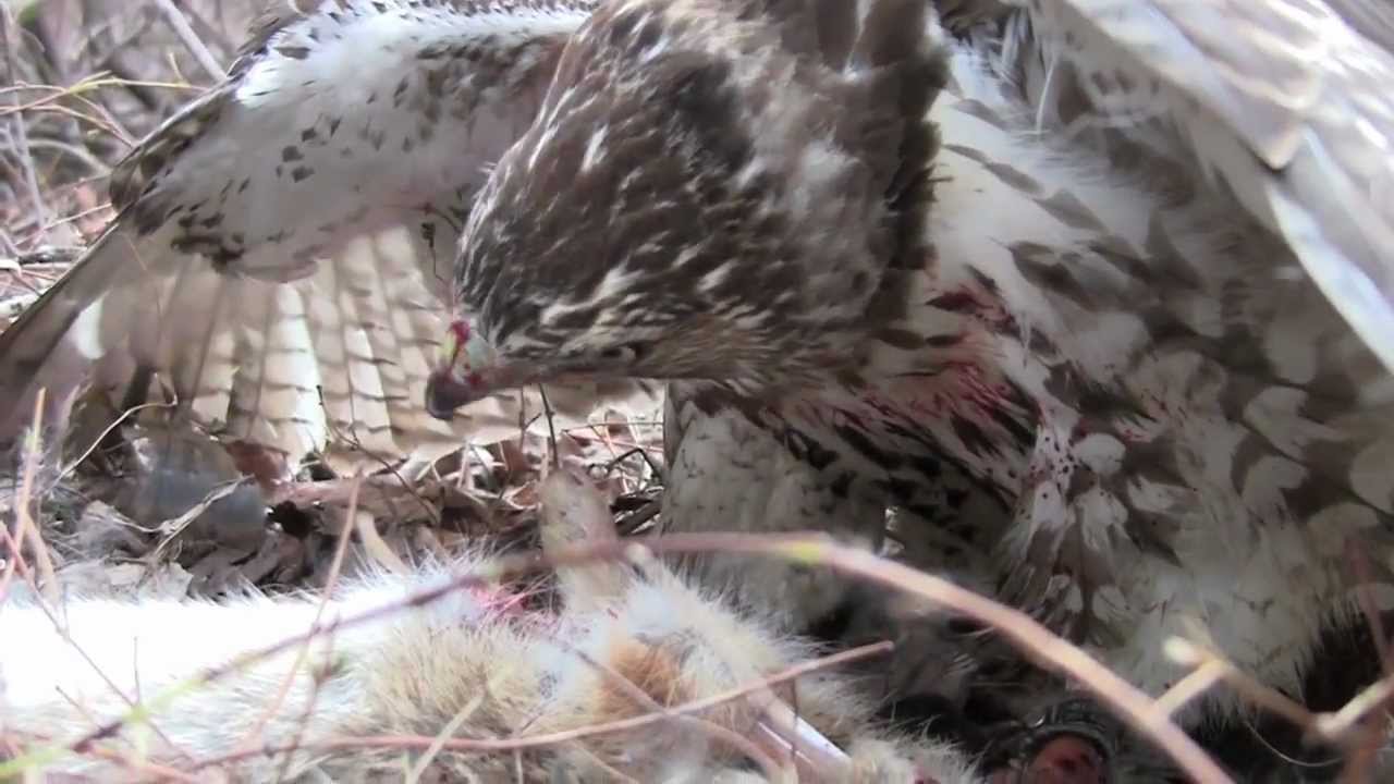 Red Tail Hawk Rabbit Harvest - YouTube