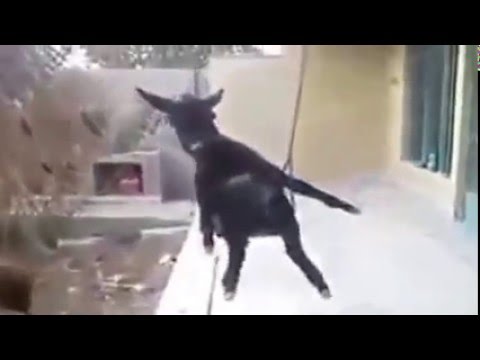 salıncakdan düşen eşşek