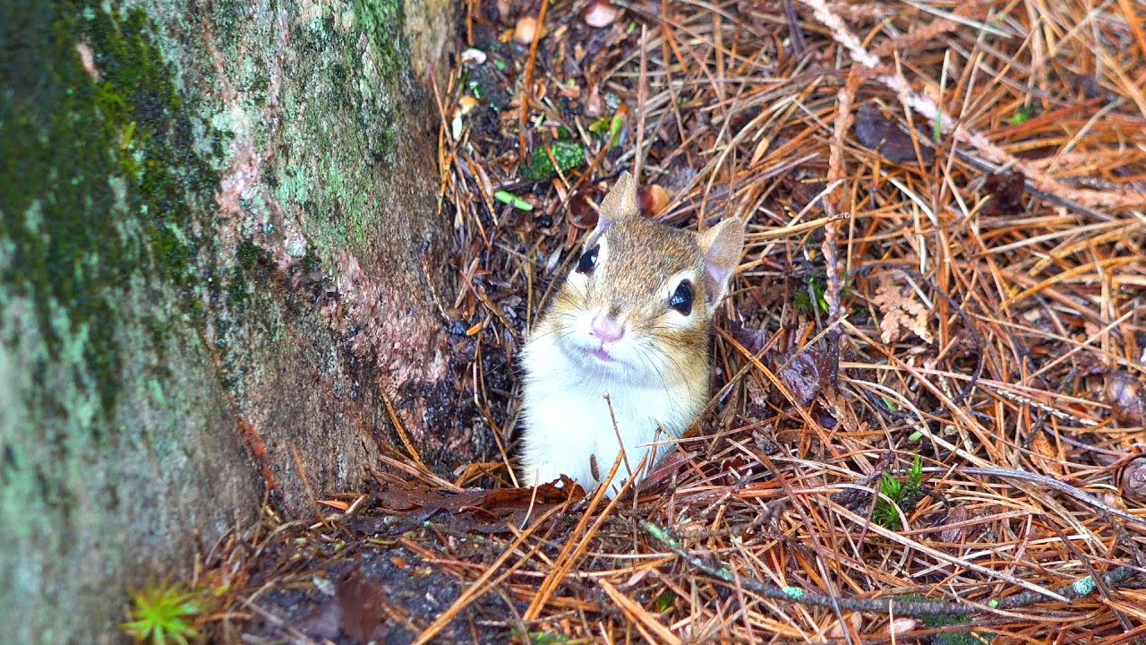 울먹이면서 포기 못 하는 것 Chipmunk Wally Can't Give Up When Crying - YouTube