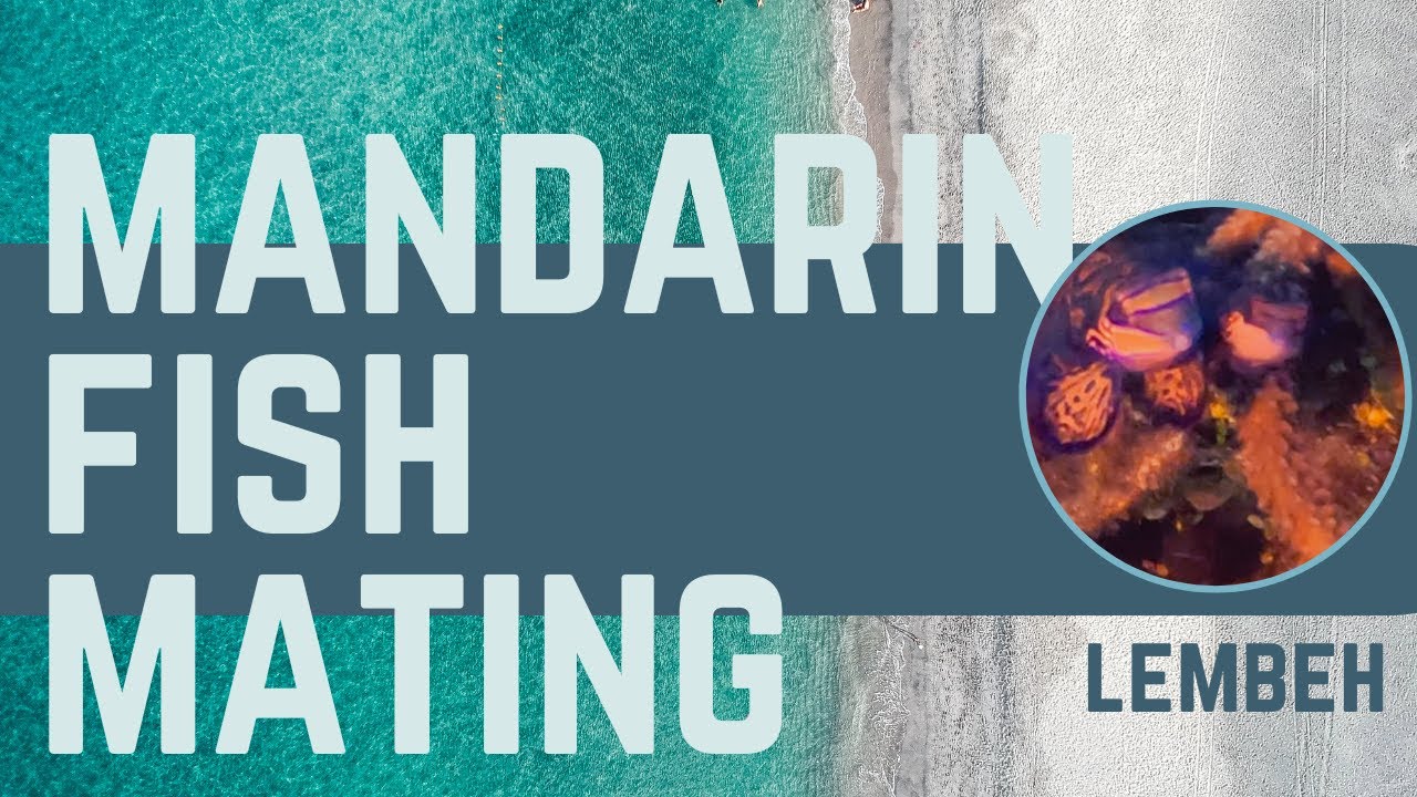 Saw The Mesmerizing Mating Dance Of Mandarin Fish For The First Time! 🐠 ...