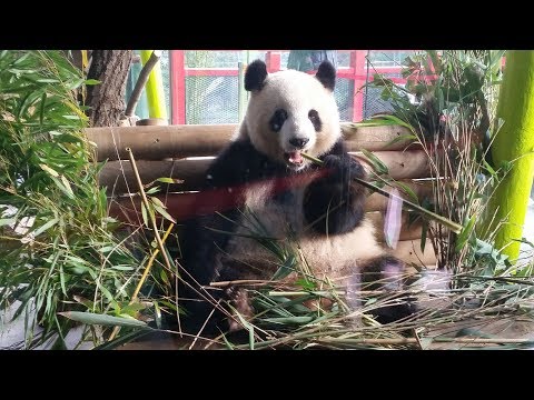 Panda-Bären Meng Meng und Jiao Qing im Berliner Zoo