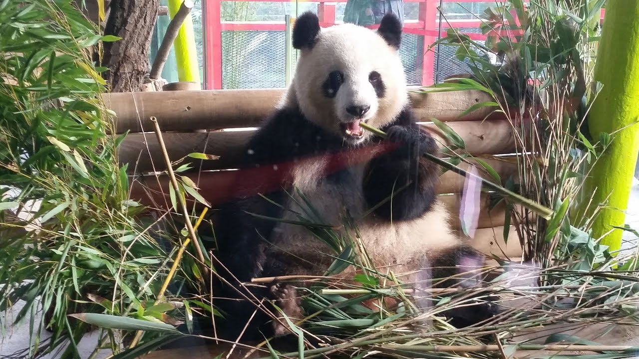 Panda-Bären Meng Meng und Jiao Qing im Berliner Zoo - YouTube