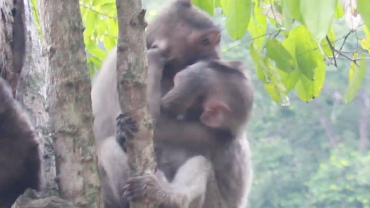 Baby monkeys play happily on the top of atree | love animals - YouTube