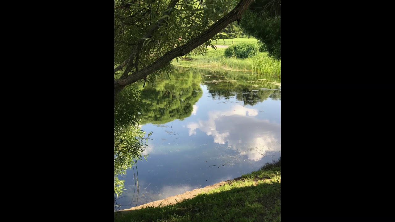The Pond as an Ecosystem (a poem) - YouTube