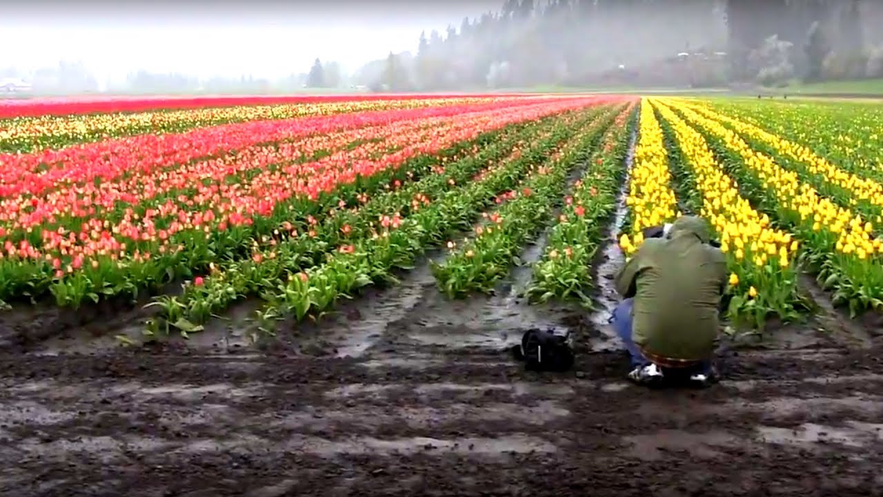 Our Family Trip to Degoede Bulb Farm | Tulips Are Everywhere - YouTube