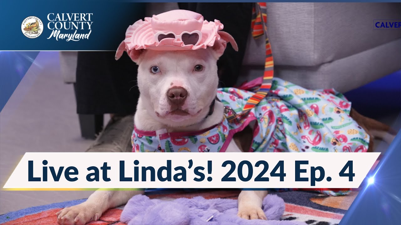 "Live at Linda's" - Animal Shelter Adoption Series - Season 2, Ep. 4 ...
