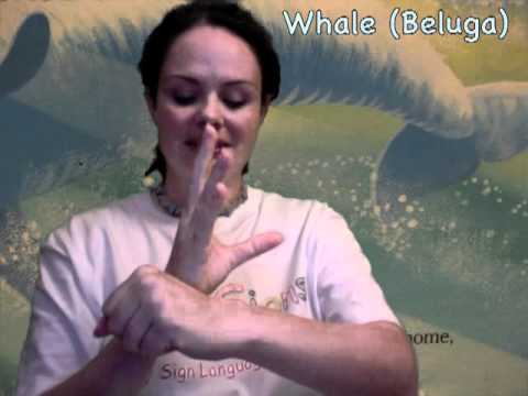 Baby Beluga, baby sign language - YouTube