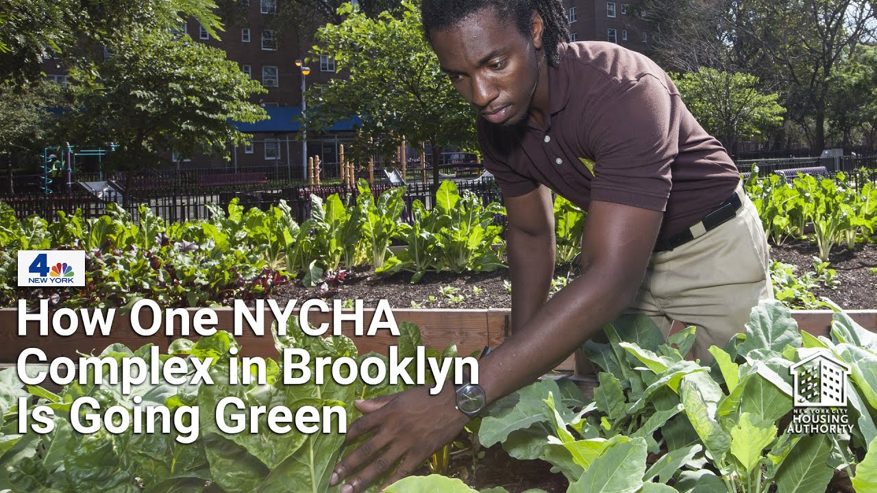 NBC NY: How One NYCHA Complex in Brooklyn Is Going Green - YouTube