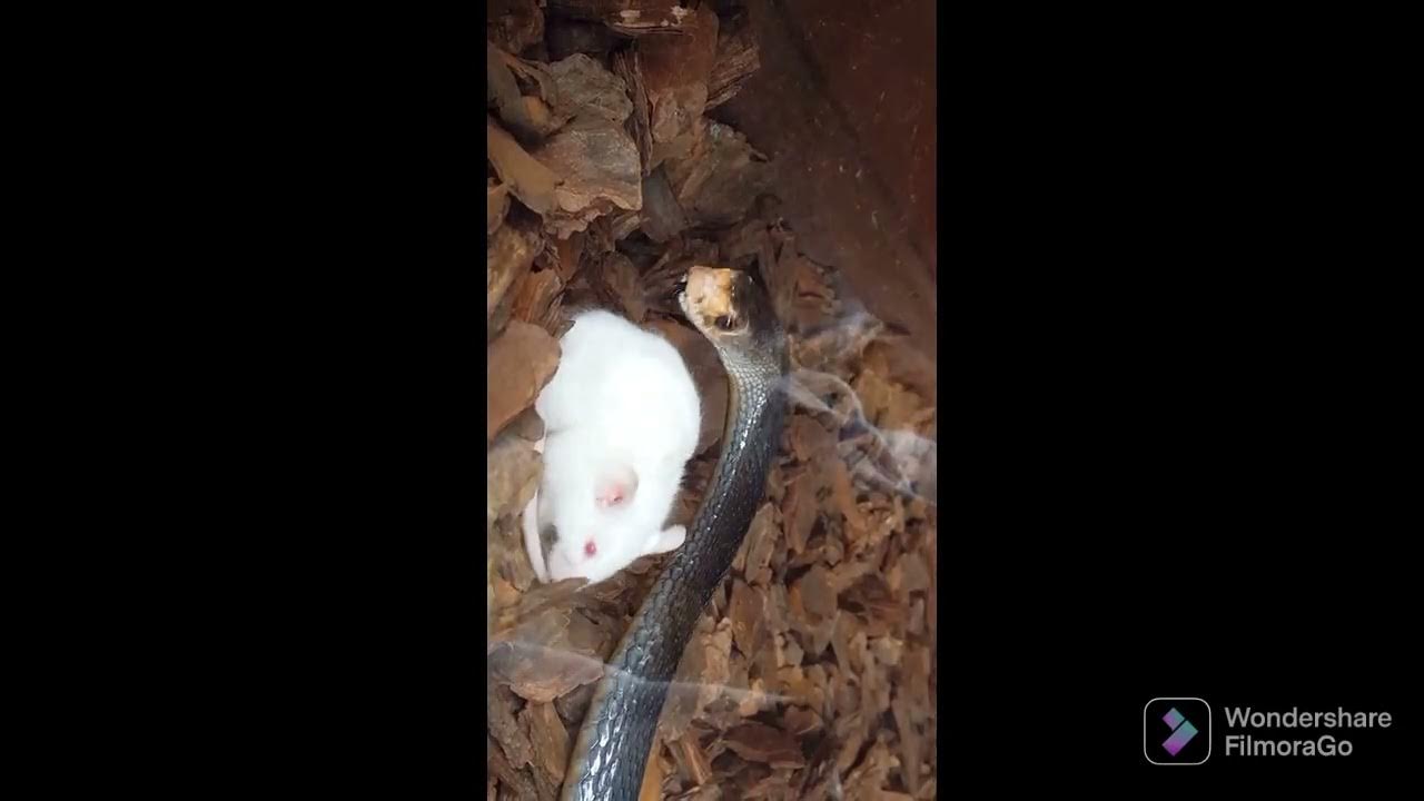 Snake eating mouse alive, One of the most #painful video - YouTube