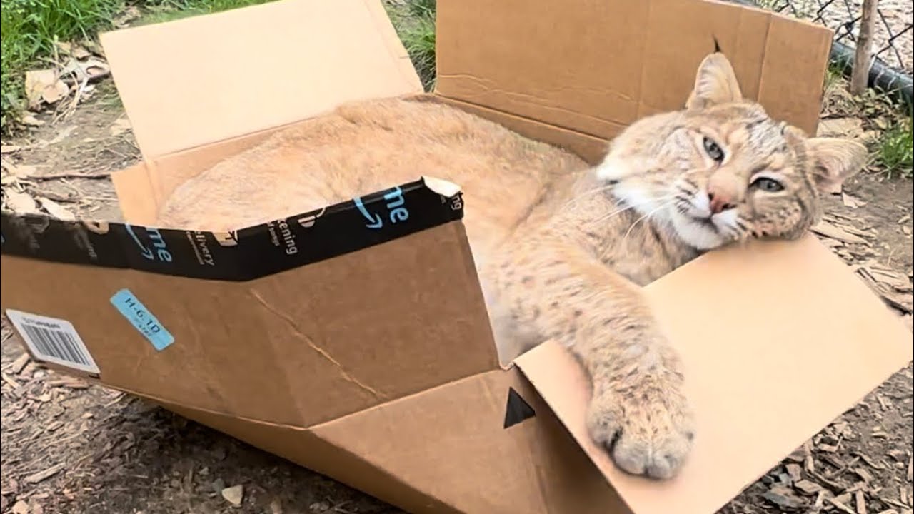 Manka Bobcat in a Box 📦 - YouTube