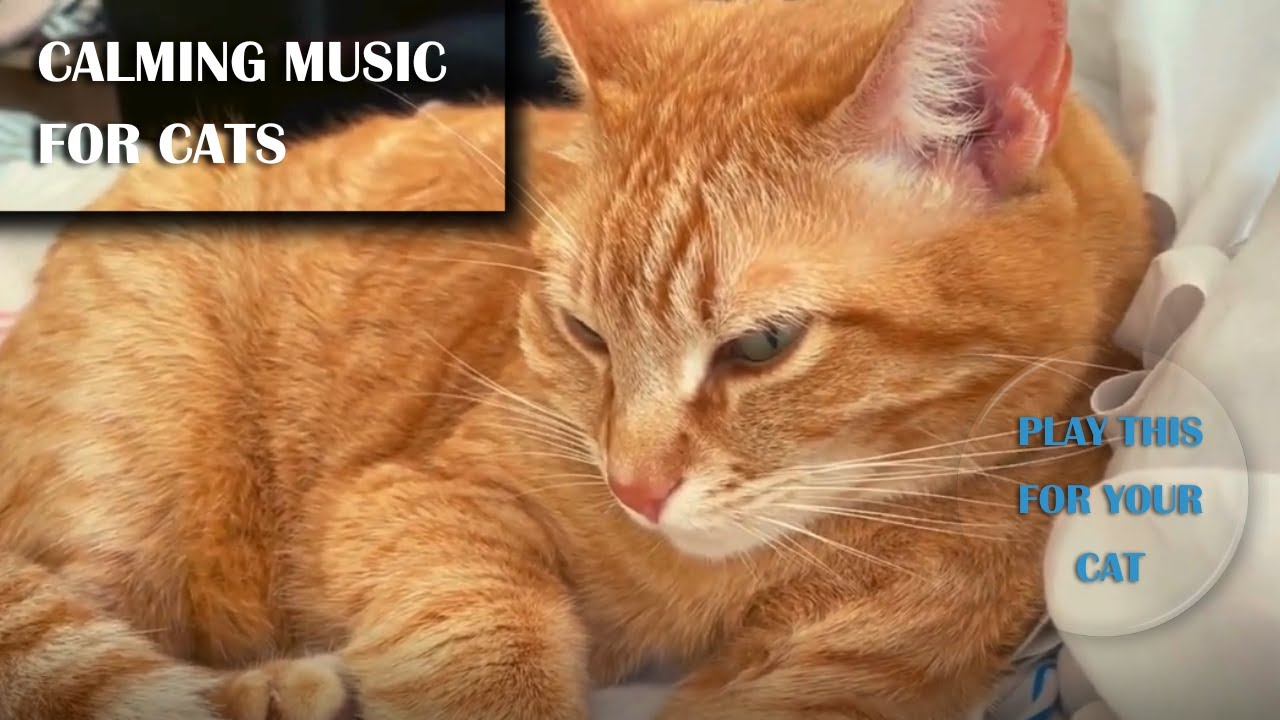 2 Hours of Calming Music for Cats to Relax - YouTube