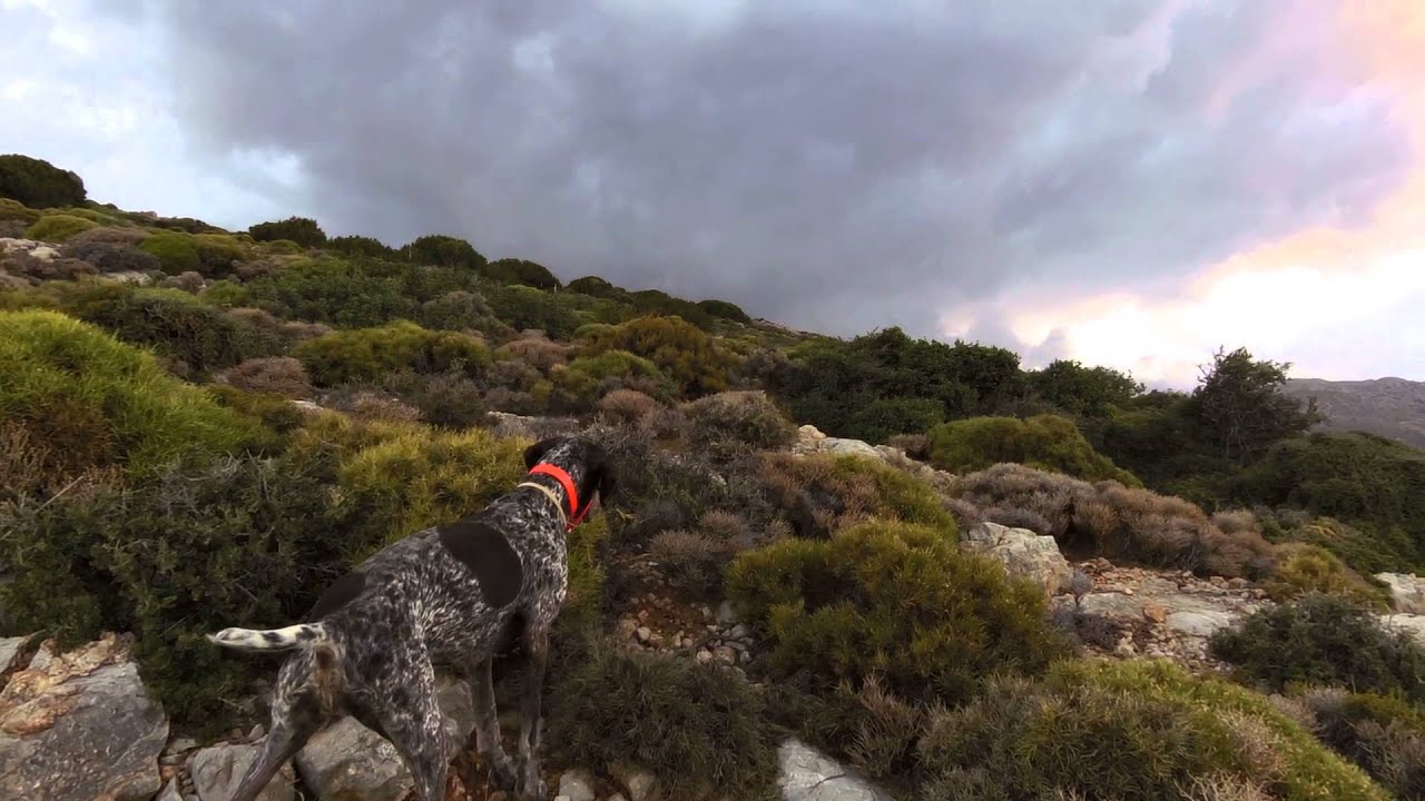 ΚΥΝΗΓΙ ΟΡΤΥΚΙΟΥ ΜΕ ΚΟΥΡΣΧΑΡ (KURZHAAR) - ΑΠΙΣΤΕΥΤΗ ΦΕΡΜΑ / QUAIL ...
