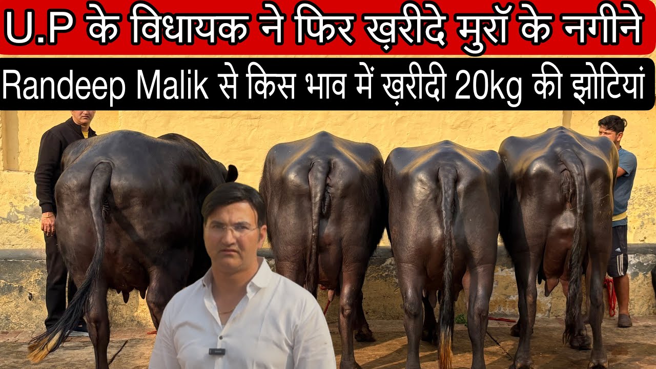 U.P के विधायक ने खरीदी Randeep malik से 20kgकी झोटियां।क्या भाव में ख़रीदी???Randeep malik dairy ...