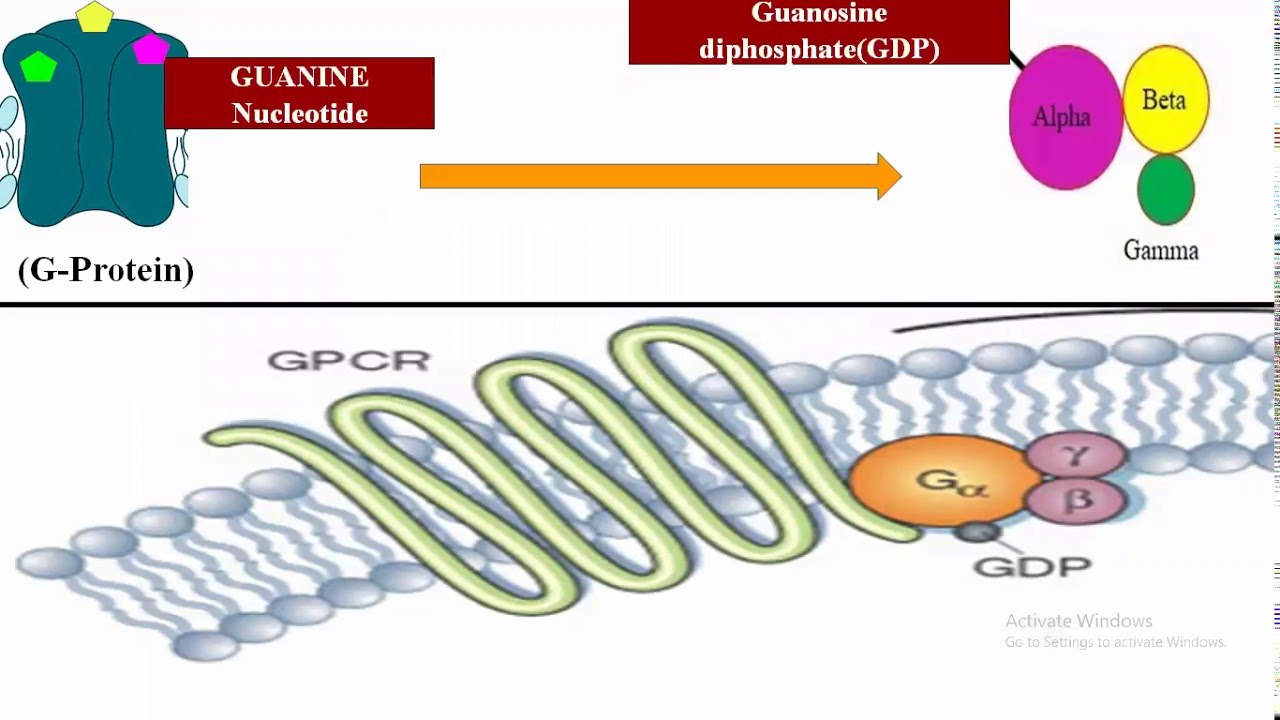 Introduction to GPCR - YouTube