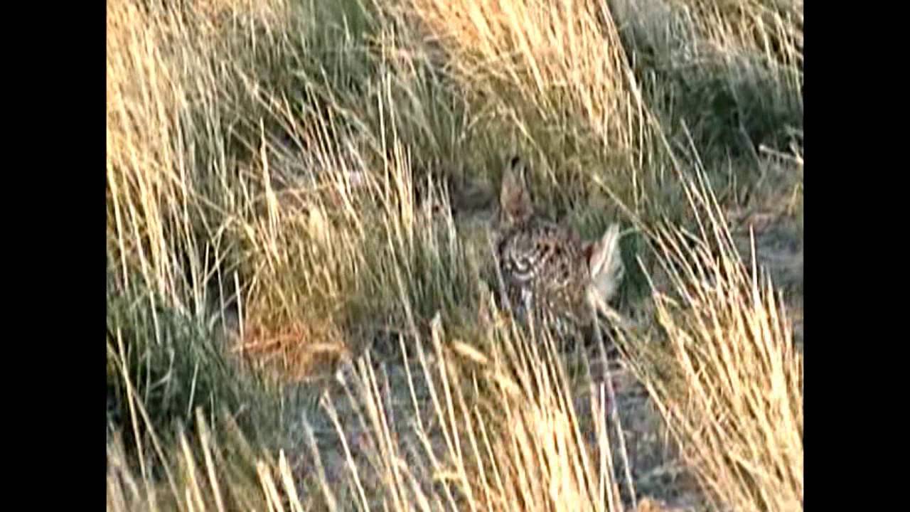 Columbian Sharp-tailed Grouse Dance - YouTube