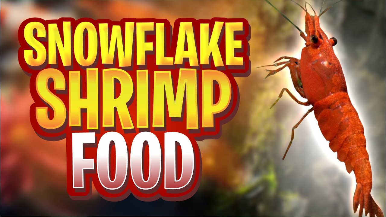 Why Shrimp Snowflake Food Is One Of The Best Things To Feed Cherry ...