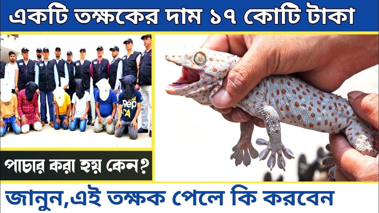 তক্ষকের দাম এত বেশি কেন - হাঁস পা তক্ষক - মুরগি পা তক্ষক - Tokkhok ...