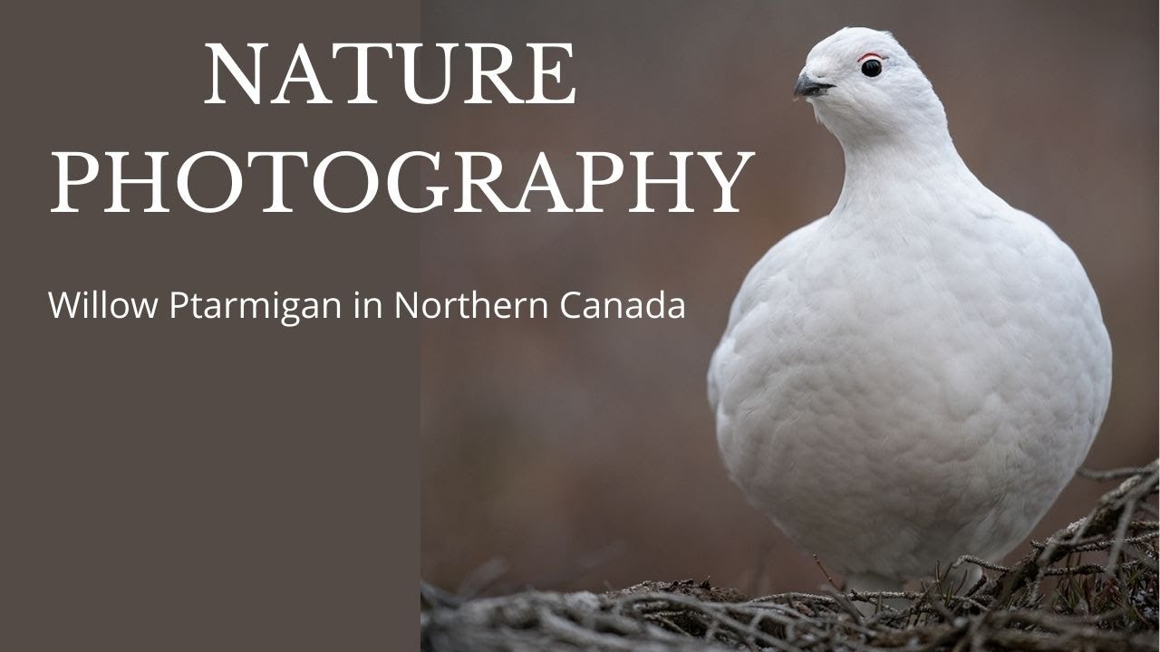 Wildlife Photography || Willow Ptarmigan in Canadian Sub-Arctic - YouTube