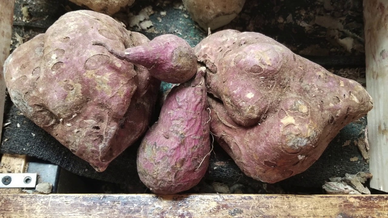 Root Vegetables - YouTube