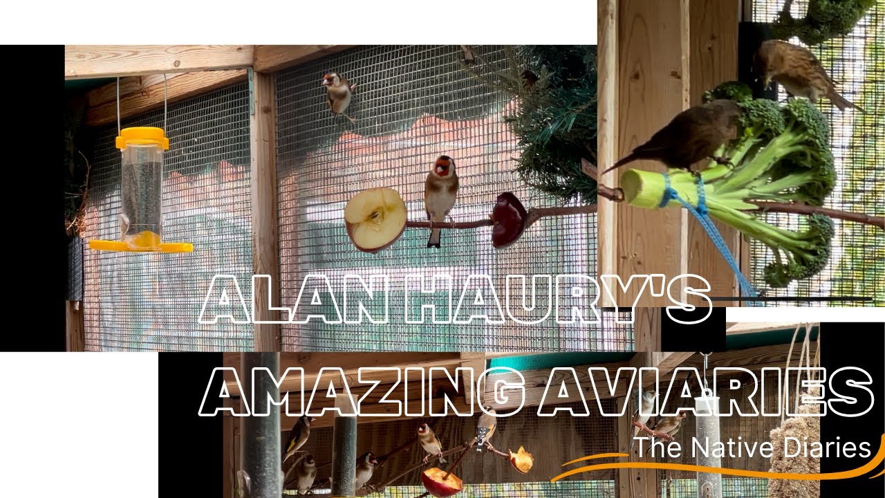 Alan Haury's Amazing Aviaries - The Native Diaries - YouTube