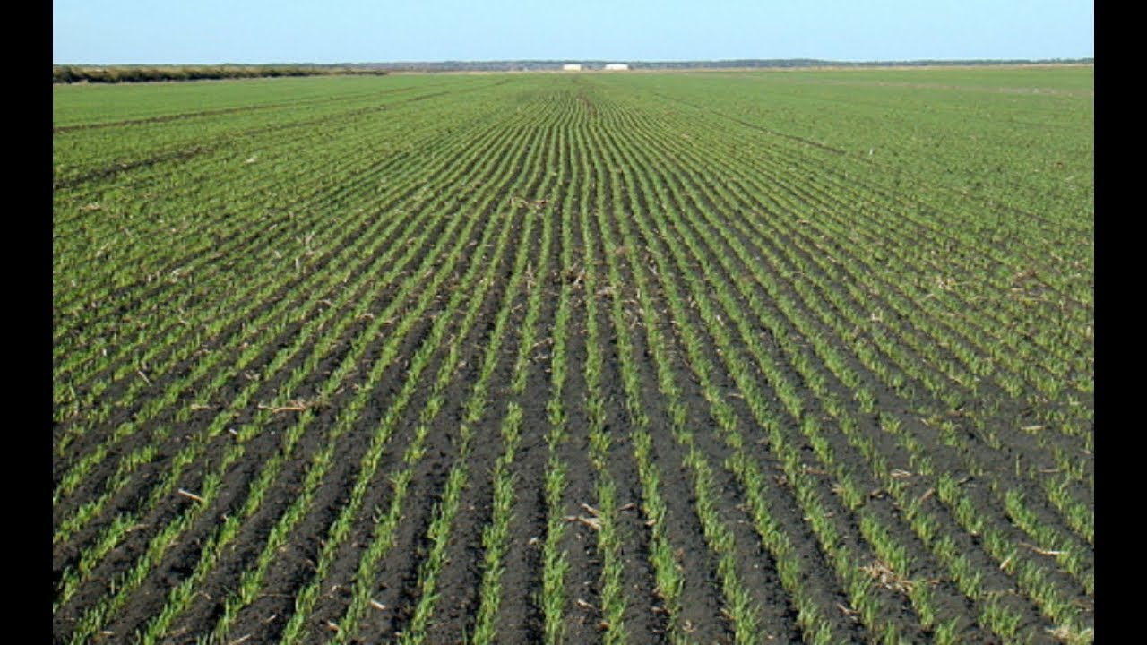 The use of organic fertilizers in wheat cultivation - YouTube