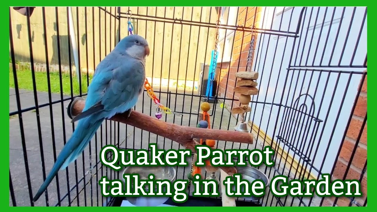 Quaker Parrot talking in the Garden | Monk Parakeet Talking outside ...