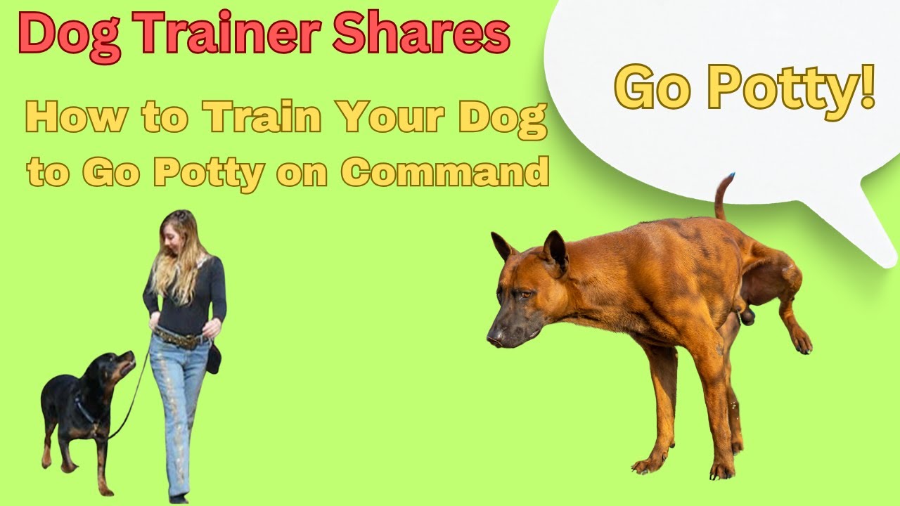 How to Train Your Dog to Go Potty on Command - YouTube