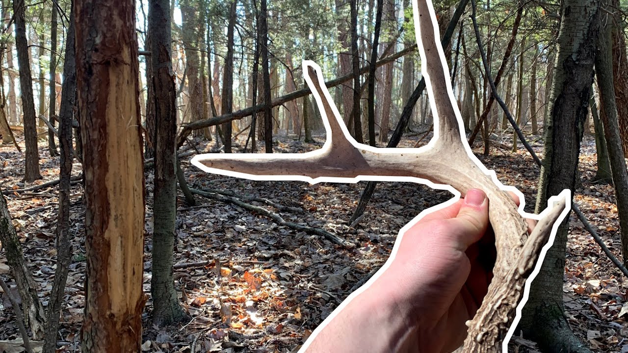 Shed Hunting in PENNSYLVANIA! 2021 - YouTube