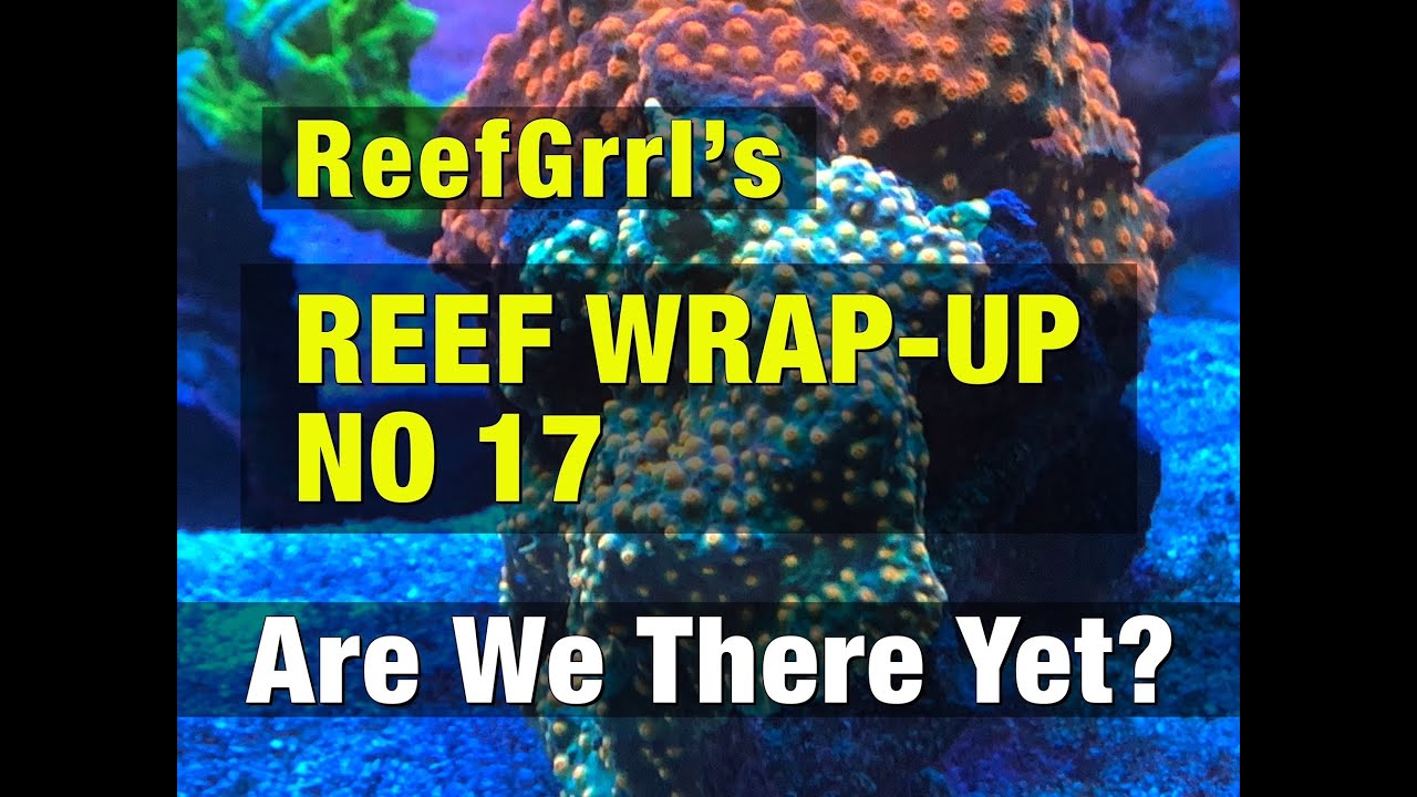 Reef Wrap-Up No 17 - Losses and Gains and Slow Progress… - YouTube