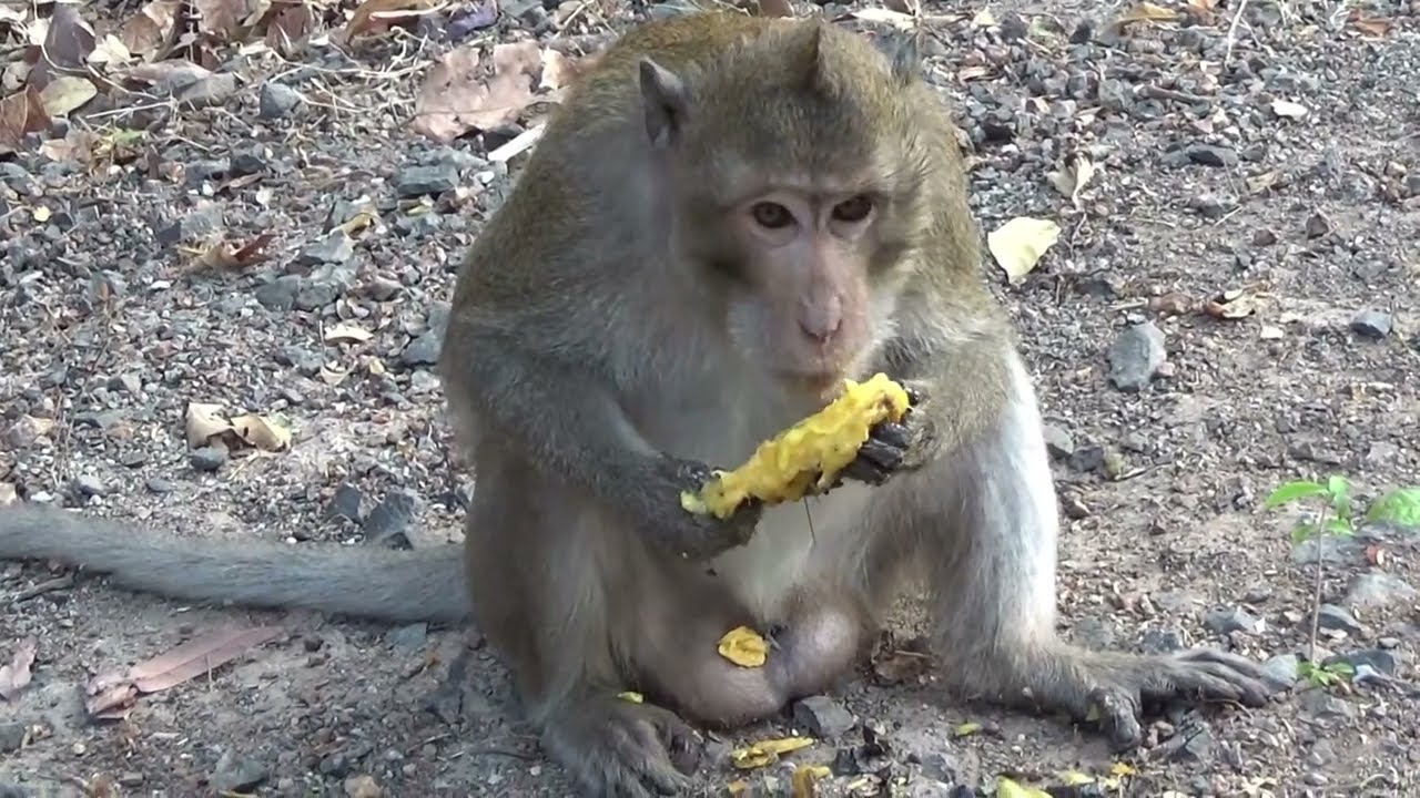 WELCOME TO THE MOHANOKOR FAMILY - YouTube