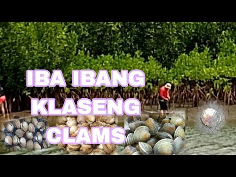 Clams Hunting / May TV&Cooking - YouTube