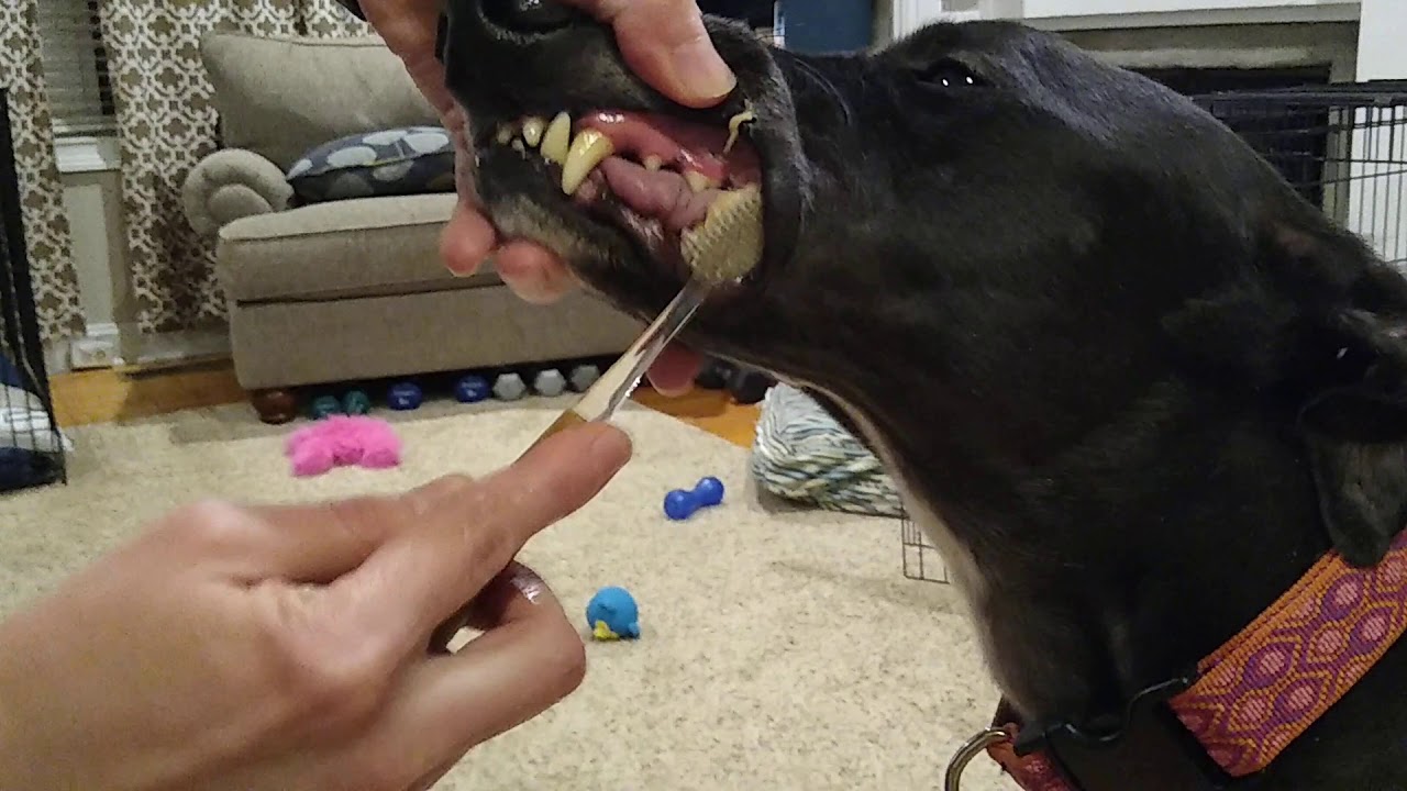 Greyhound dog brushing teeth. - YouTube