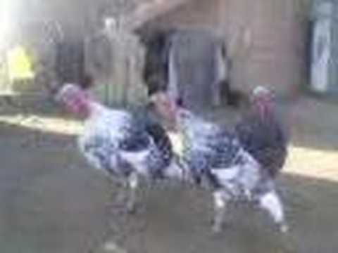 ramazan kumri silopi şırnak idil cizre siirt