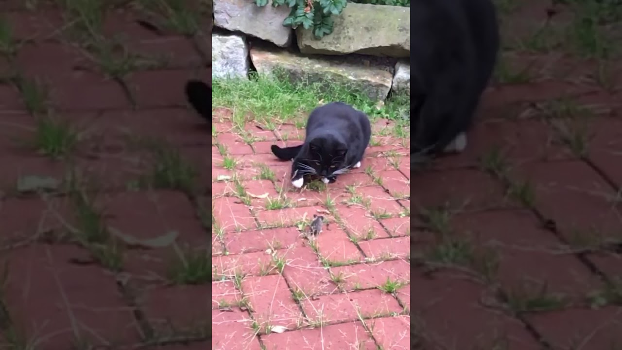 Mouse is fighting - YouTube