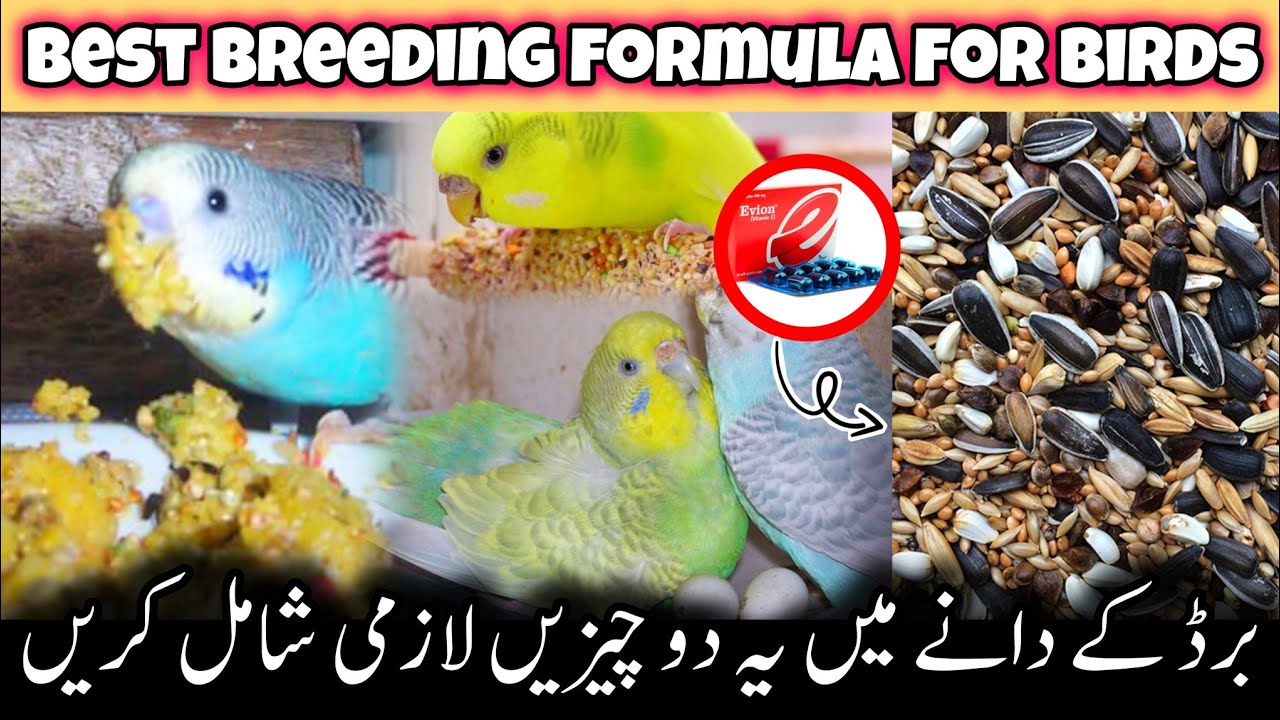 Birds Breeding formula in winter || Breeding formula for birds ...