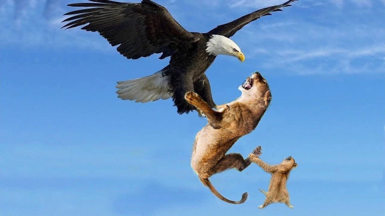 Savage! Eagle Uses All Its Strength To Kidnap Mother Lion And Her Cubs ...