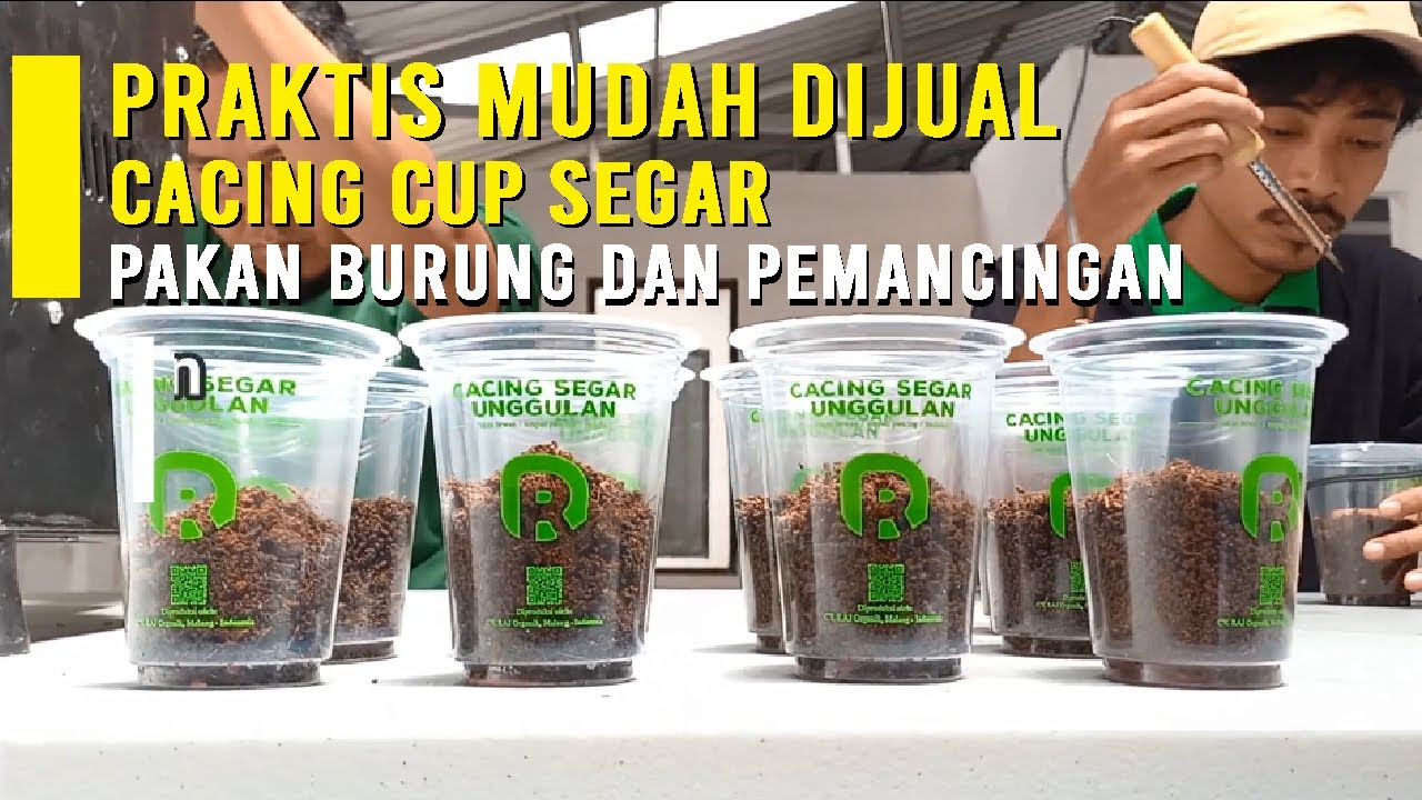 PRAKTIS DAN MUDAH DIJUAL, CACING CUP UNTUK PAKAN DAN PEMANCINGAN - YouTube