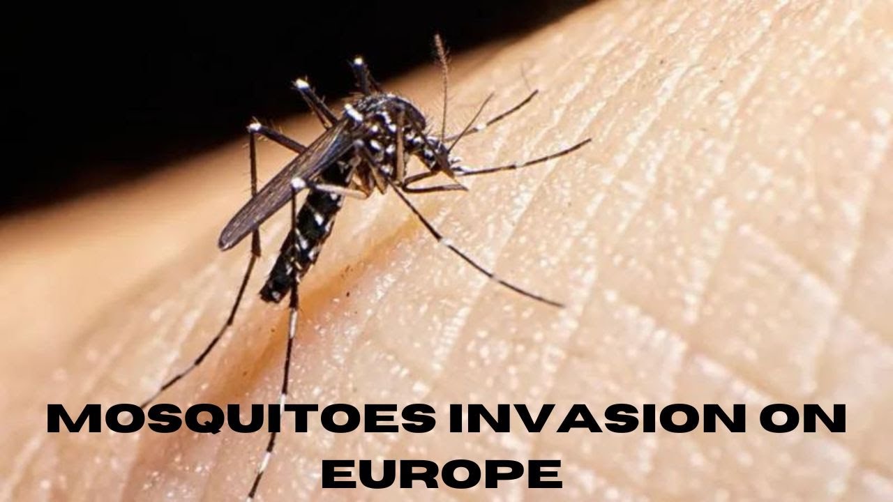 The Tiger Mosquito Invasion Dengue Fever on the Rise in Europe 2024 ...
