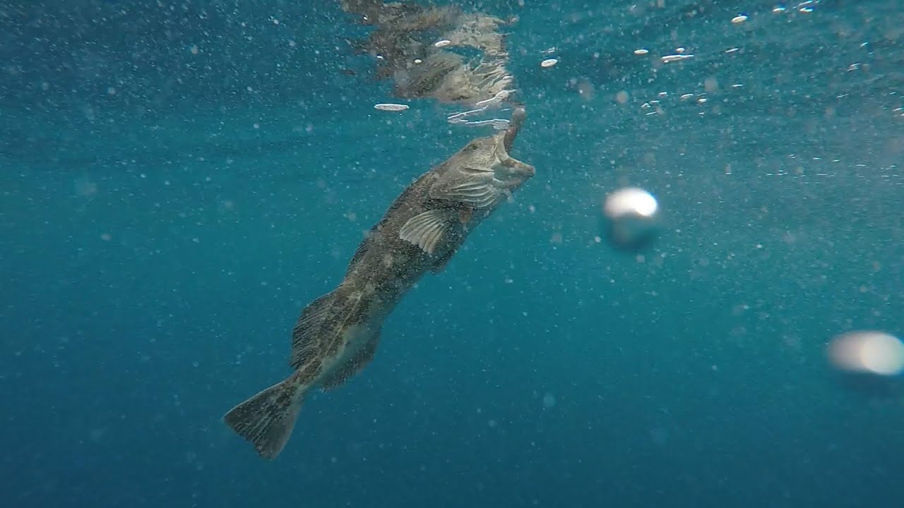 Fish 4 Food 2015 • Speed Twin Sportfishing • Anacapa Island - YouTube