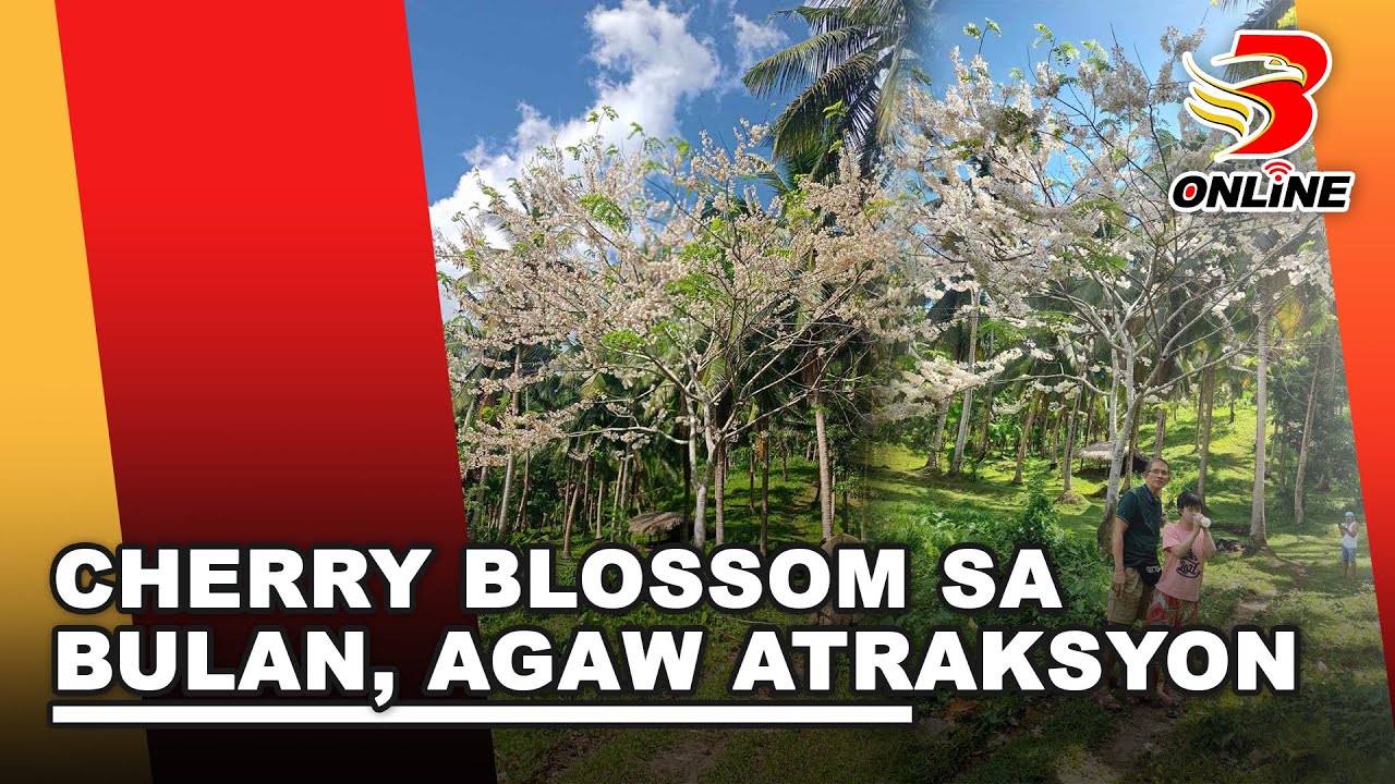 Cherry Blossom sa Bulan, agaw atraksyon - YouTube